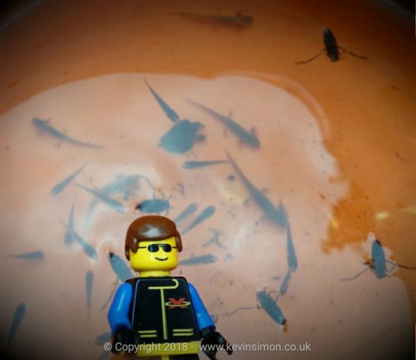 My New Assistant - Lego Adventures