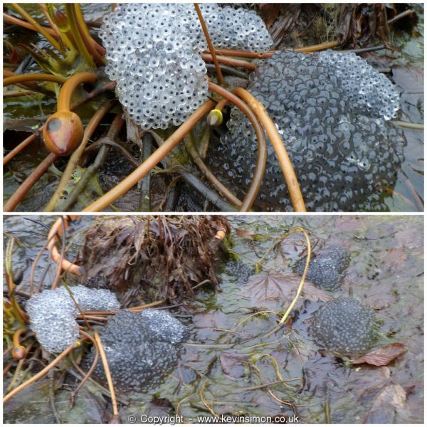 First Frog Spawn Of The Year
