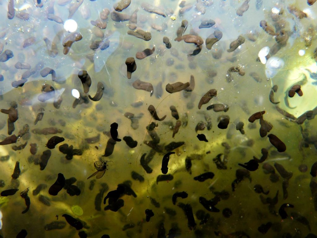 First Frog Spawn Of The Year